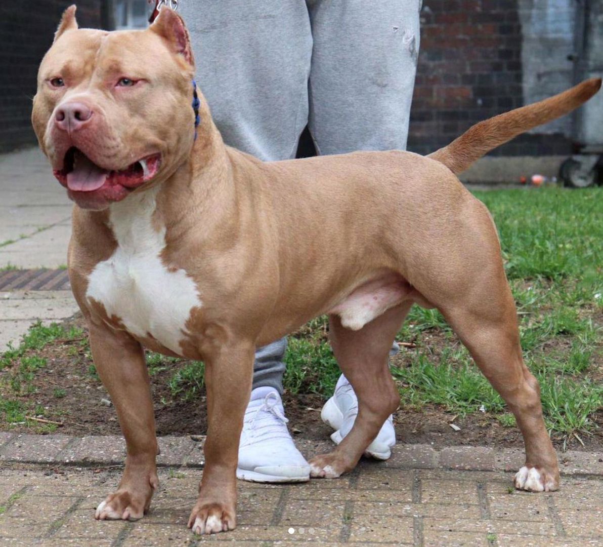 Home - Boss Bullys